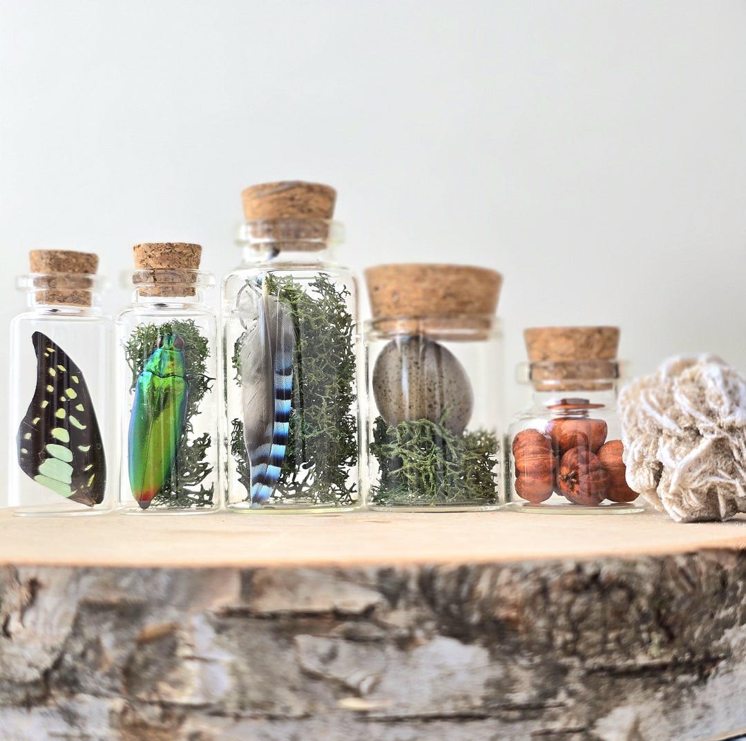 Echoes of the Wild Curio Kit | Curiosity Cabinet Items | Oddities and ...