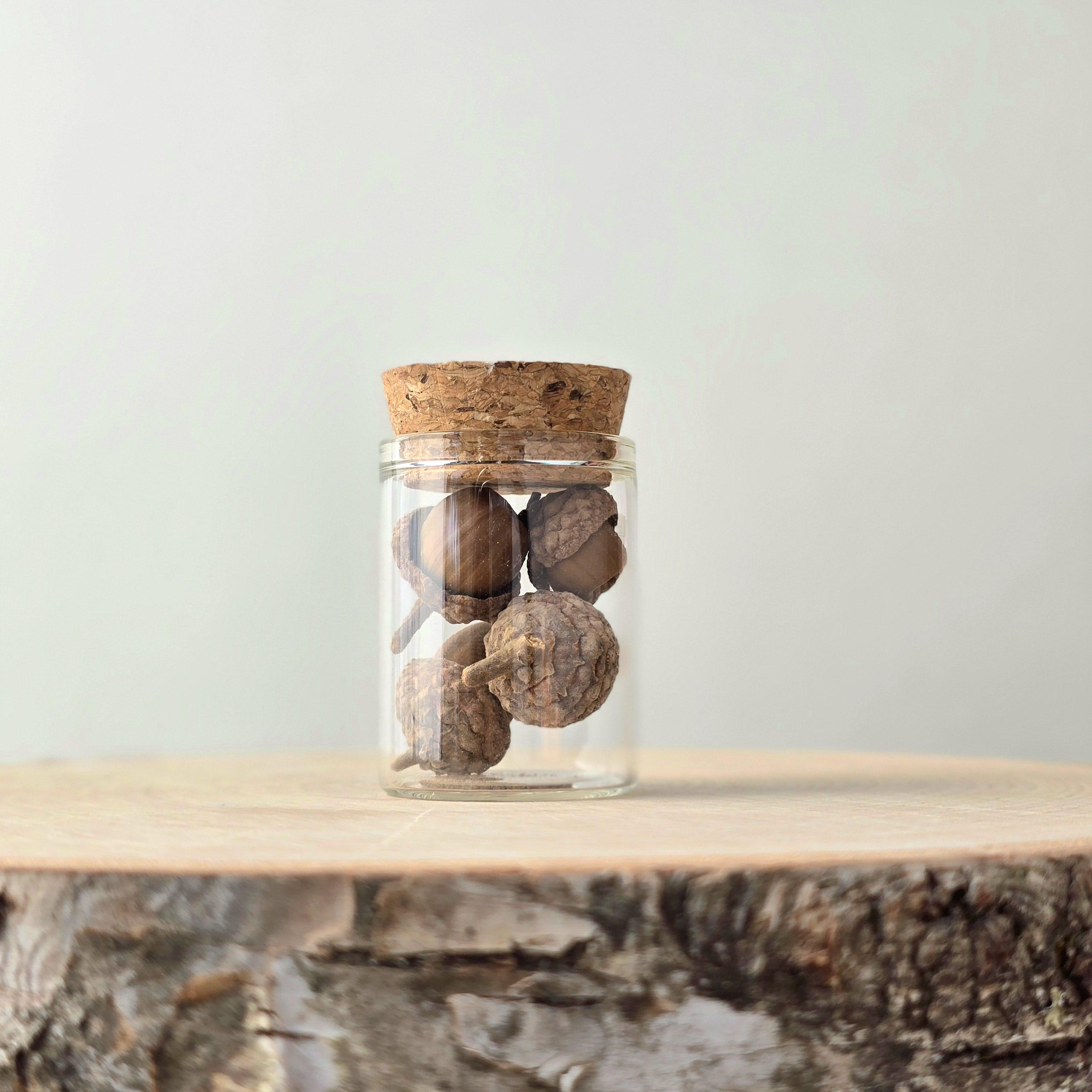 Botanical Spirits Curio Kit | Curiosity Cabinet Items | Oddities and ...