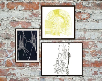 Ramon Y Cajal | Etsy
