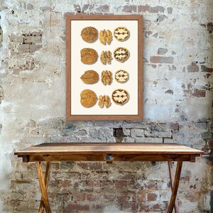 Light Academia Walnut Printable Art for Your Fall Harvest Decor. - Etsy