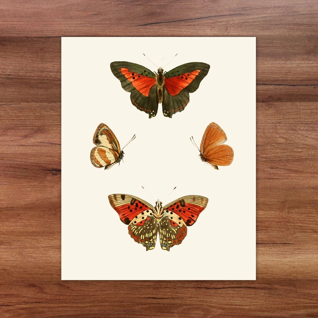 Colorful Burnt Orange Butterfly Digital Download Print. Boho Printable ...