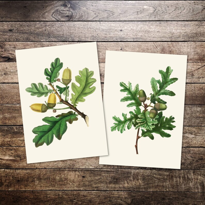 Acorns and Oak Leaves Printable Autumn Wall Art. Popular Right Now! - Etsy