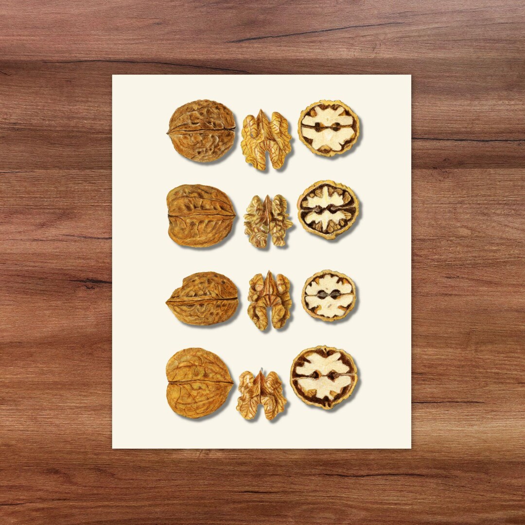 Light Academia Walnut Printable Art for Your Fall Harvest Decor. - Etsy