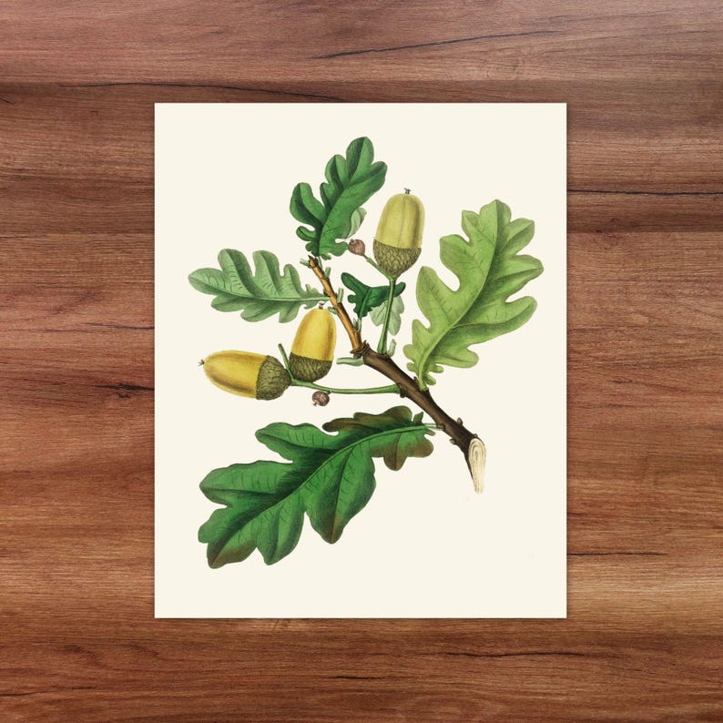 Acorns and Oak Leaves Printable Autumn Wall Art. Popular Right Now! - Etsy