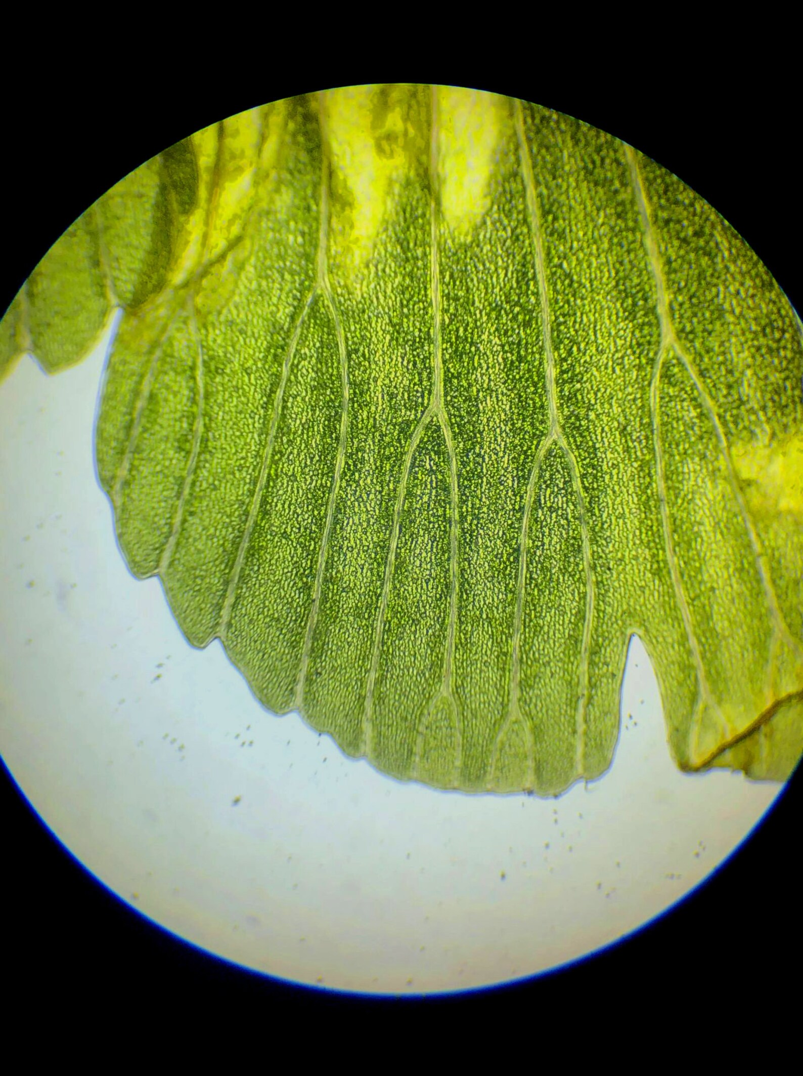 Maiden Hair Fern Leaf Microscope Image Print | Etsy