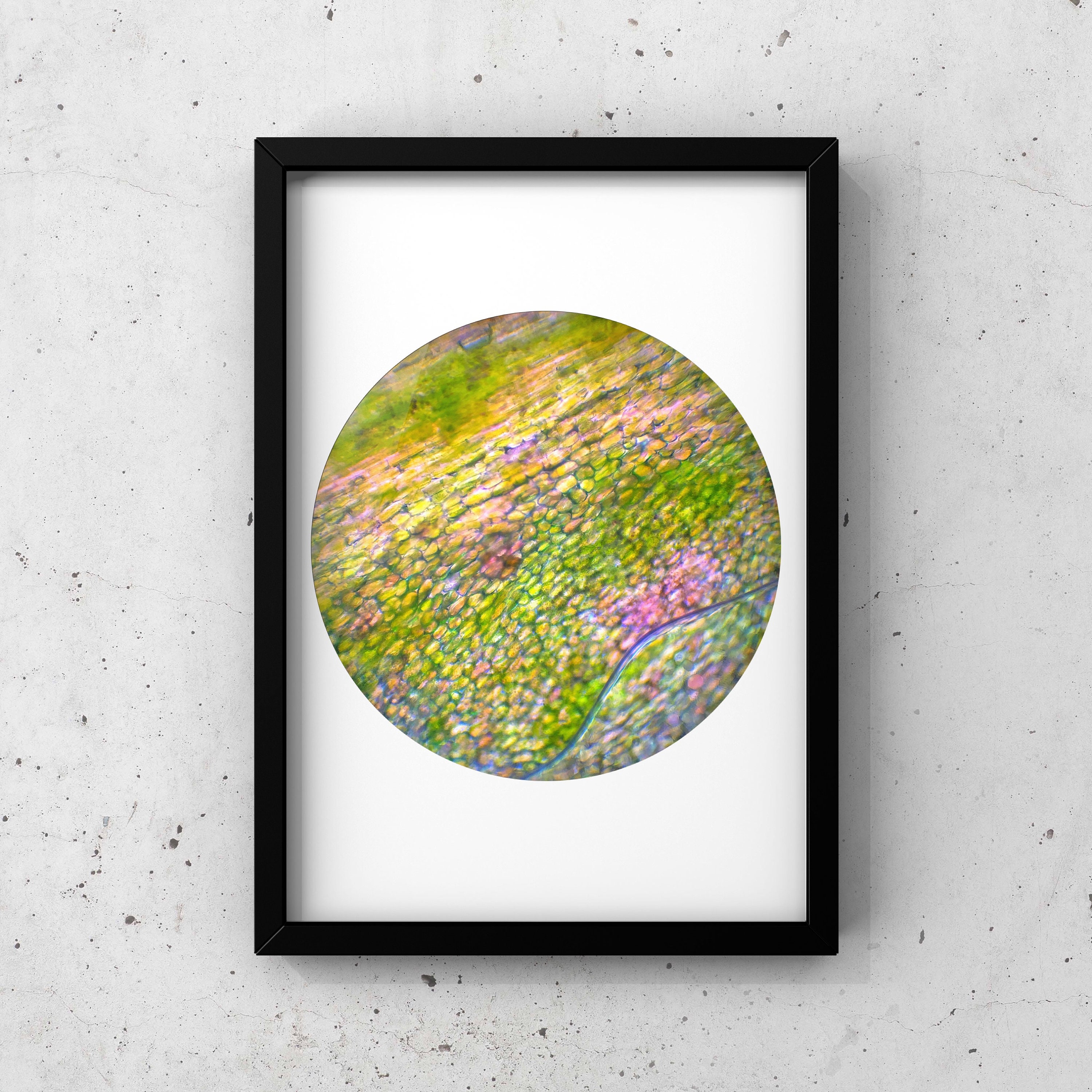 Aquarium Plant and Algae Microscope Image With Frame 4 - Etsy