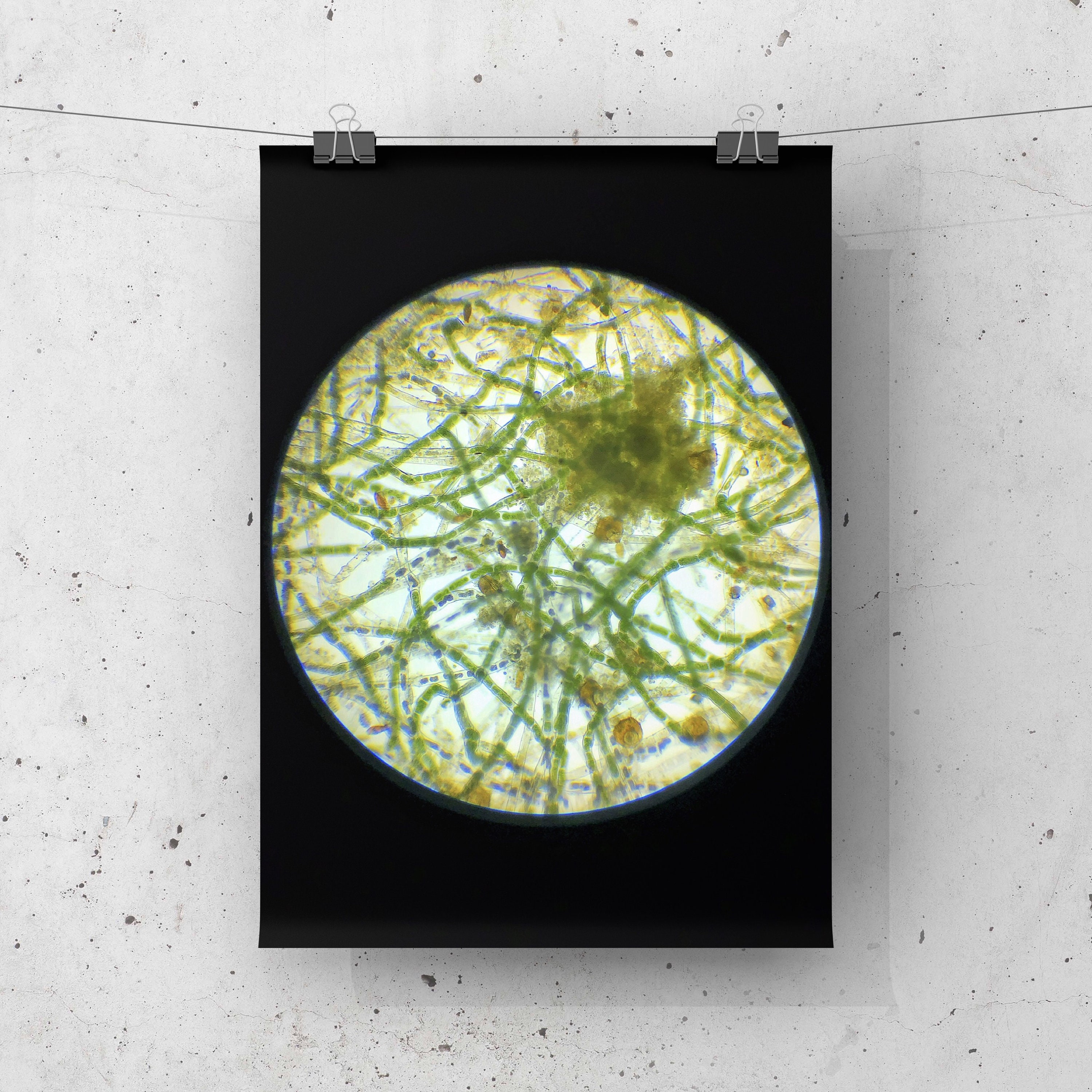 Hair Algae Microscope