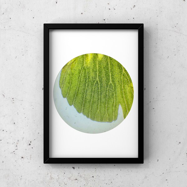 Maiden Hair Fern - Etsy