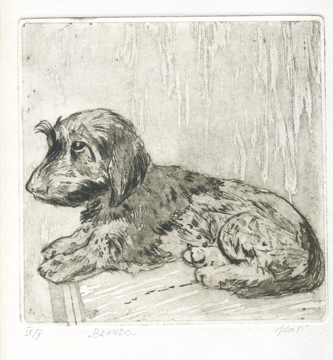 Original Engraving "brando\dog\wirehaired Dachshund\dog Print\dog ...