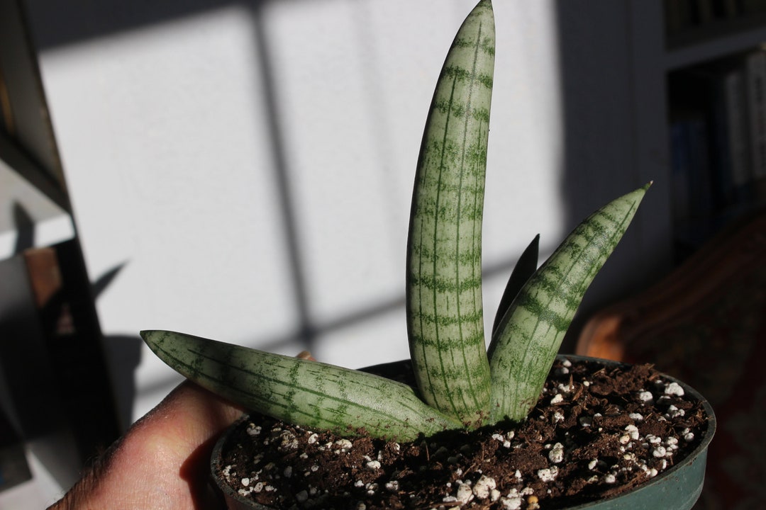 Sanseveria Boncel - Etsy