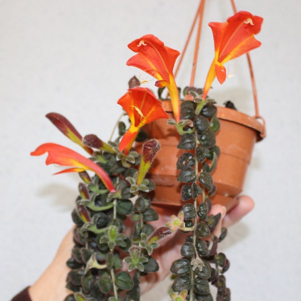 Columnea Hot Lips - Etsy