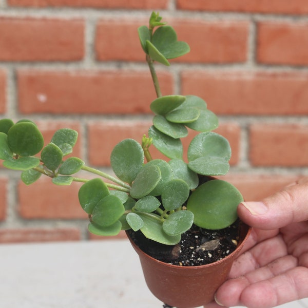 Peperomia Hope Plant - Etsy