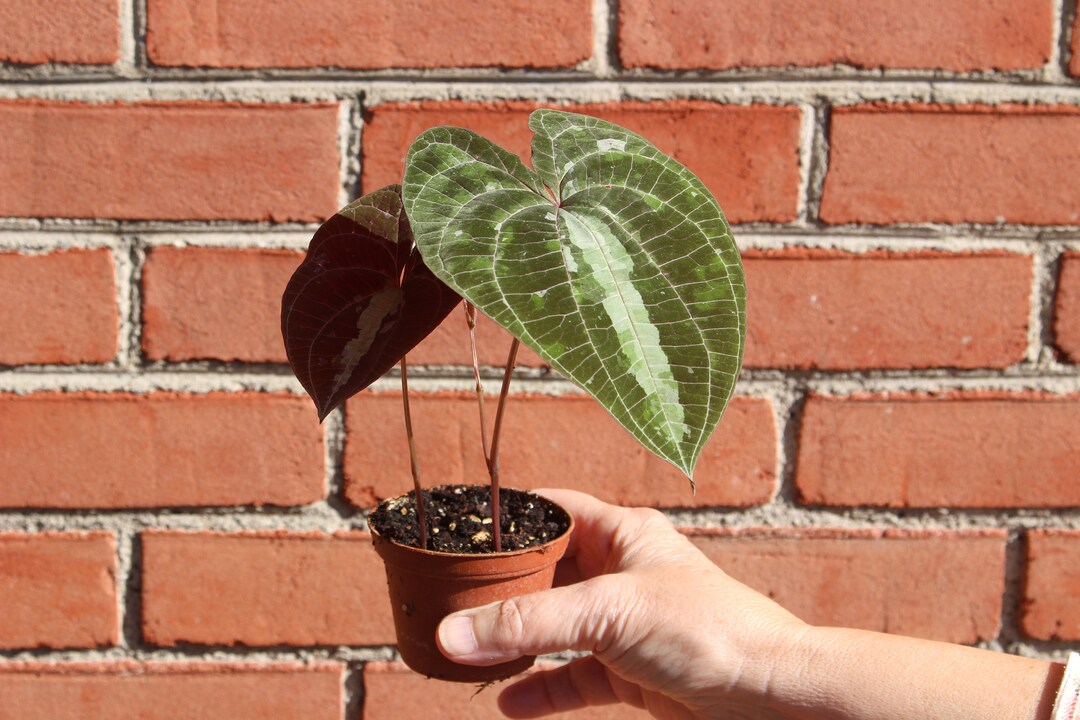 Diascorea Discolor - Etsy