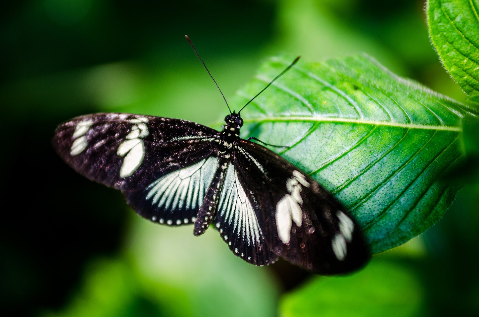 Costa Rica Print, Laparus Doris Butterfly - Etsy
