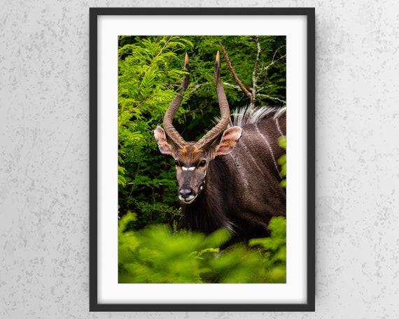 South Africa Print Nyala - Etsy