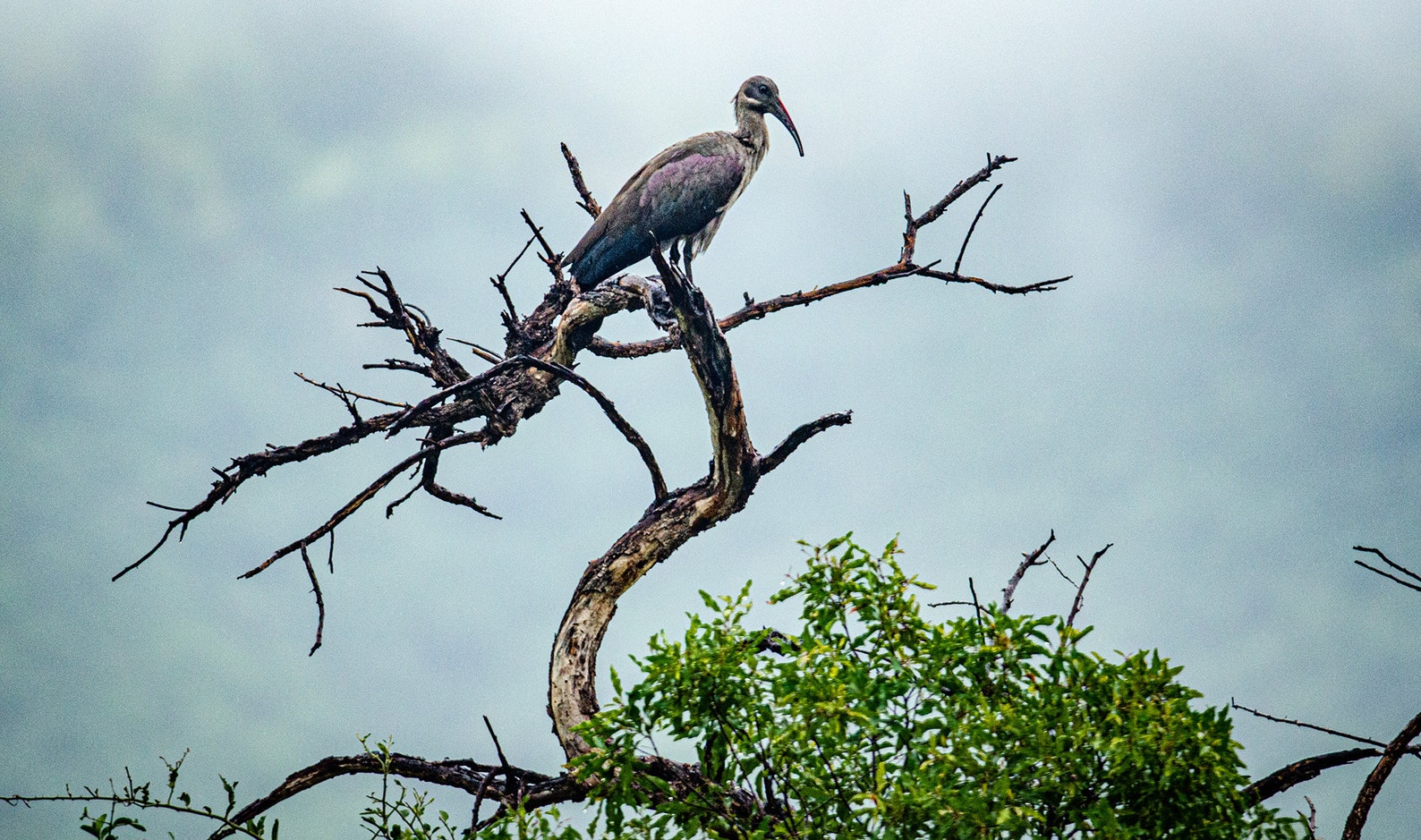 South Africa Print, Hadeda Bird - Etsy