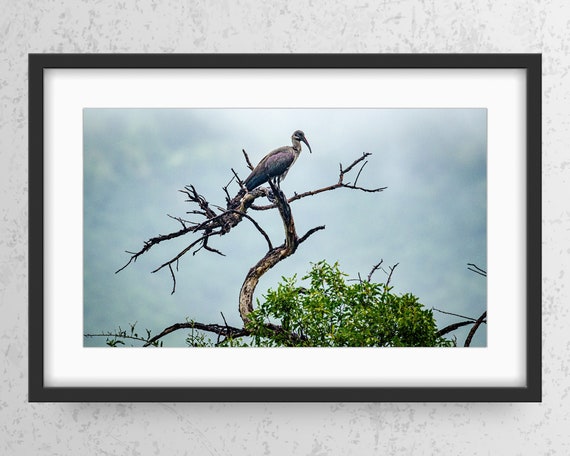 South Africa Print Hadeda Bird - Etsy
