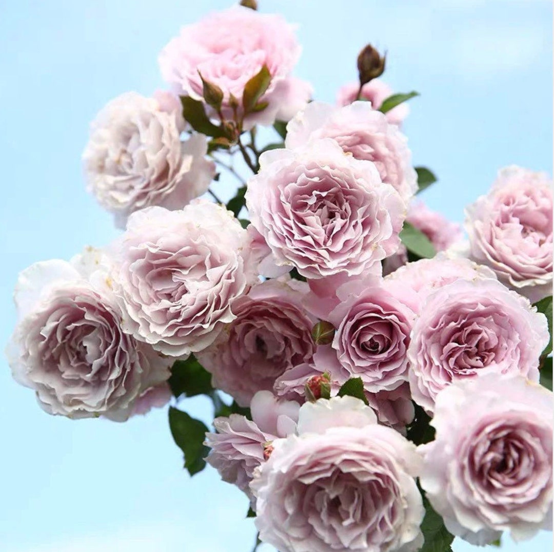 Japanese Rose libellula - Etsy