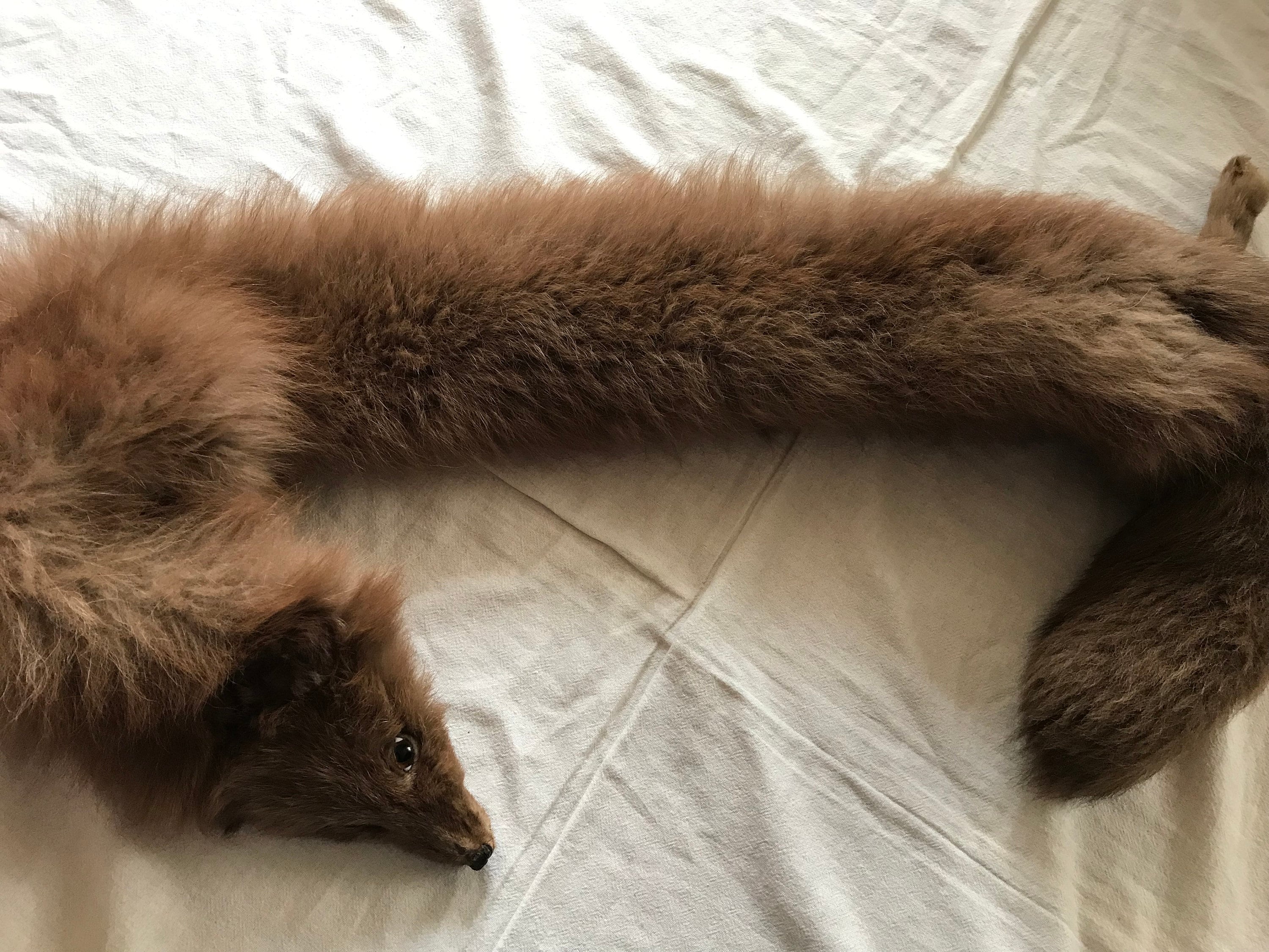 Fox Skin Fur Shawl Complete Belly Face Paws With Snap - Etsy