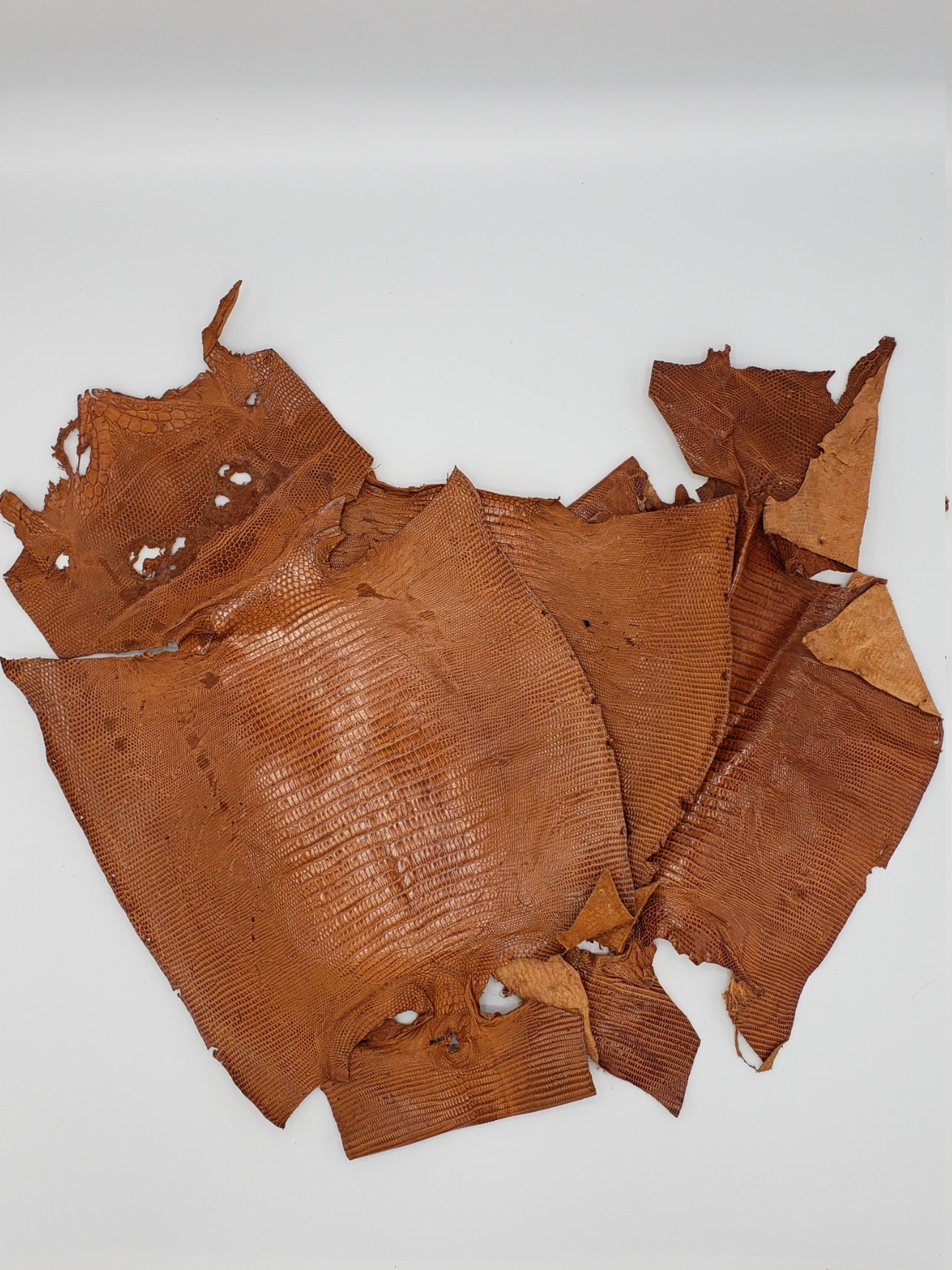 Tan/light Brown Exotic Leather Lizard Hide Full Cutter Lizard | Etsy