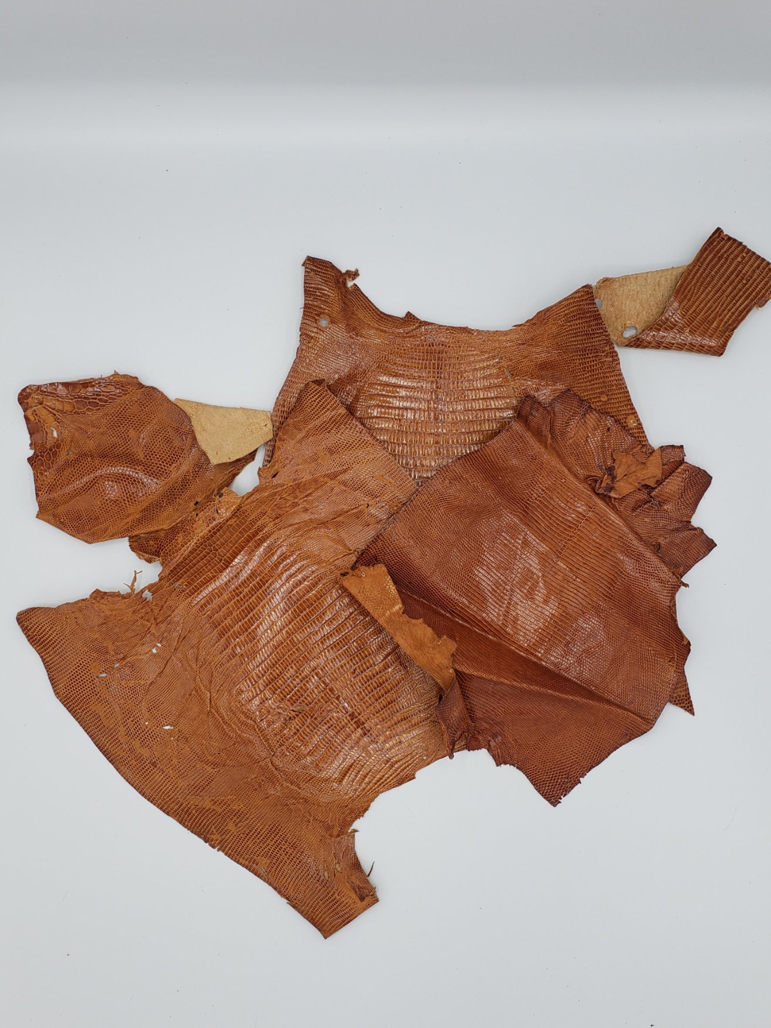 Tan/light Brown Exotic Leather Lizard Hide Full Cutter Lizard | Etsy