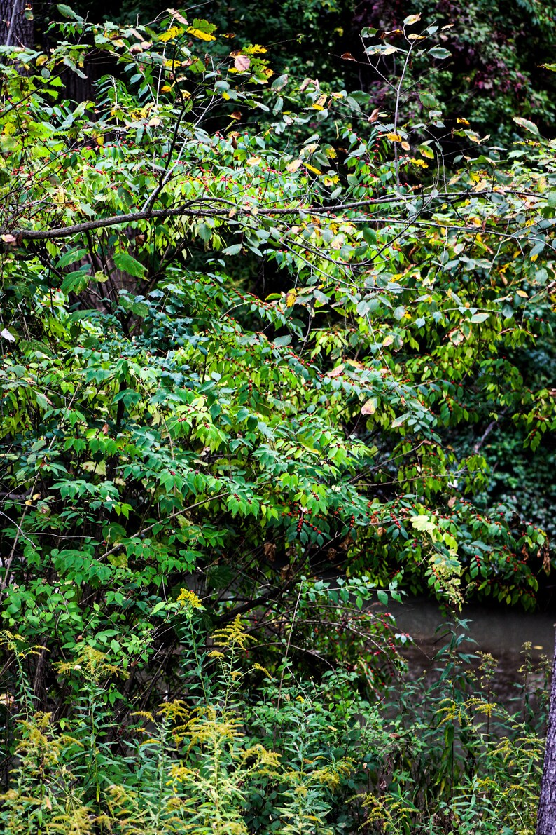 Tree Photography Print: Forest Canopy Art - Etsy
