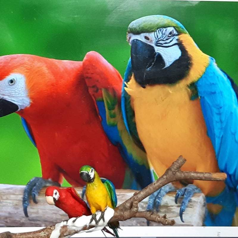 1/12 Parrot - Etsy UK