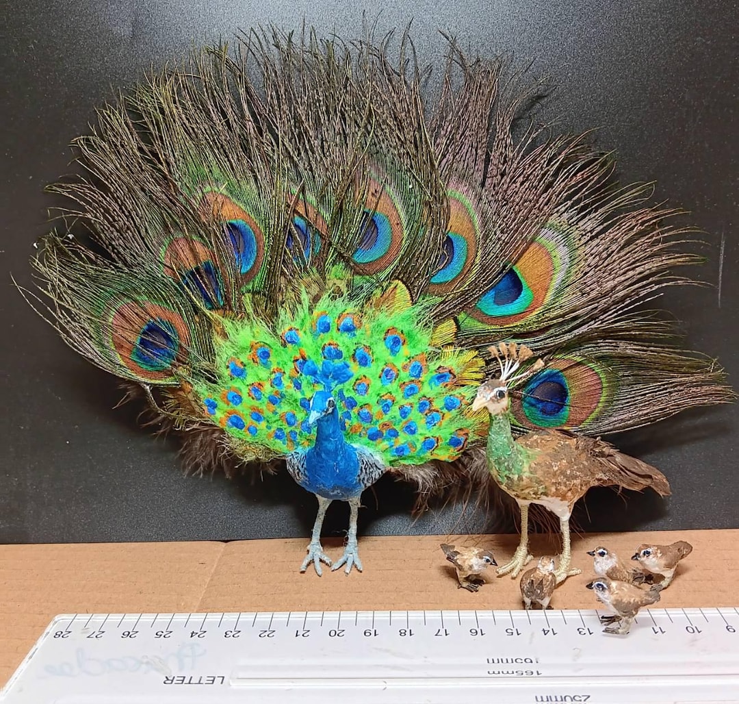 Miniature Peafowl Family Birds , Peacock, Peahen, and 5 Chick - Etsy