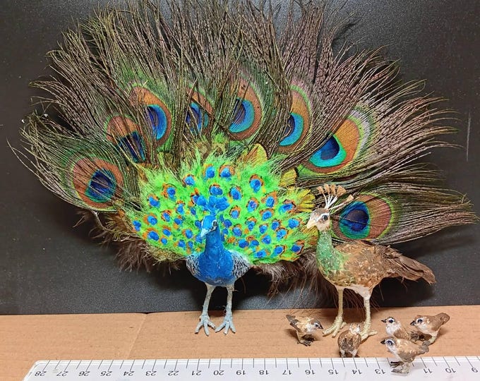 Miniature Peafowl Family Birds , Peacock, Peahen, and 5 Chick - Etsy