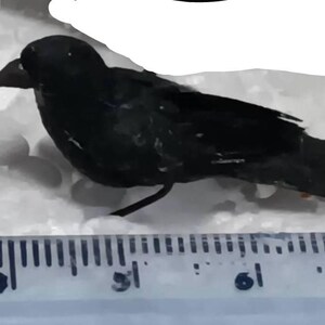 Handmade Miniature Raven Bird, 1:12 Scale - Etsy