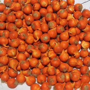 6 X Brown Onions Dolls House Miniature Vegetable - Etsy