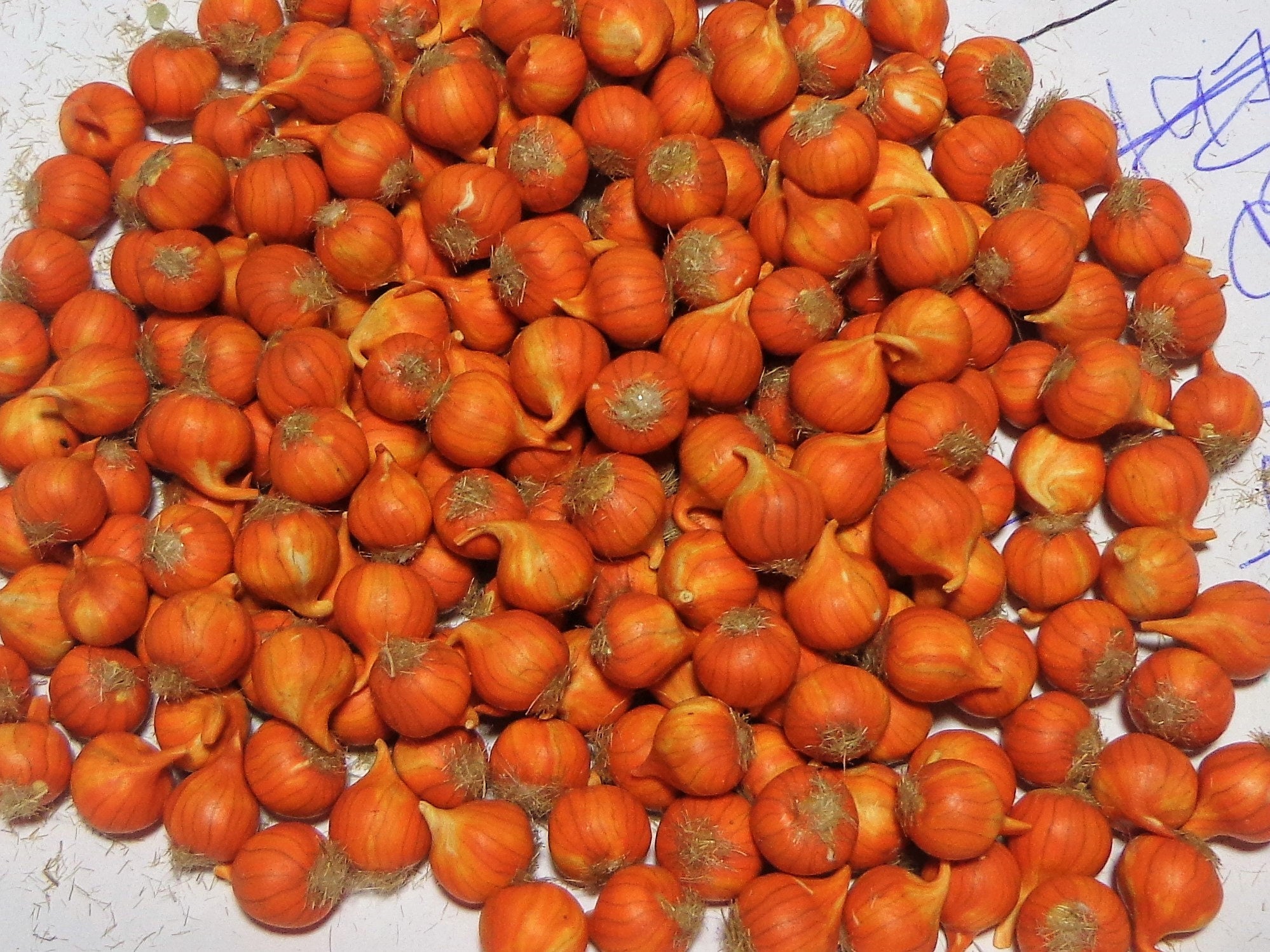 6 X Brown Onions Dolls House Miniature Vegetable - Etsy UK