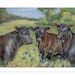 Cattle Prints- Cow Paintings-livestock Prints- Calf Art Prints-cattle ...