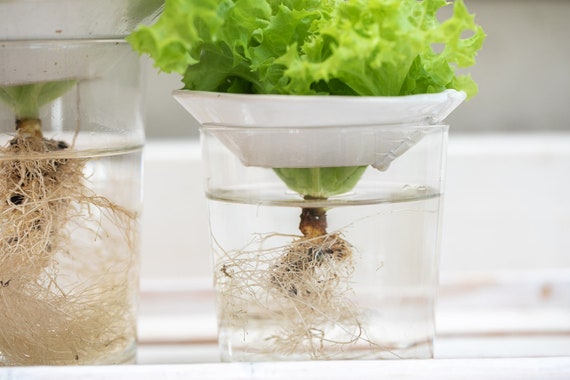 Grow Your Own Roots and Plants Ceramic Rooting Kit - Etsy