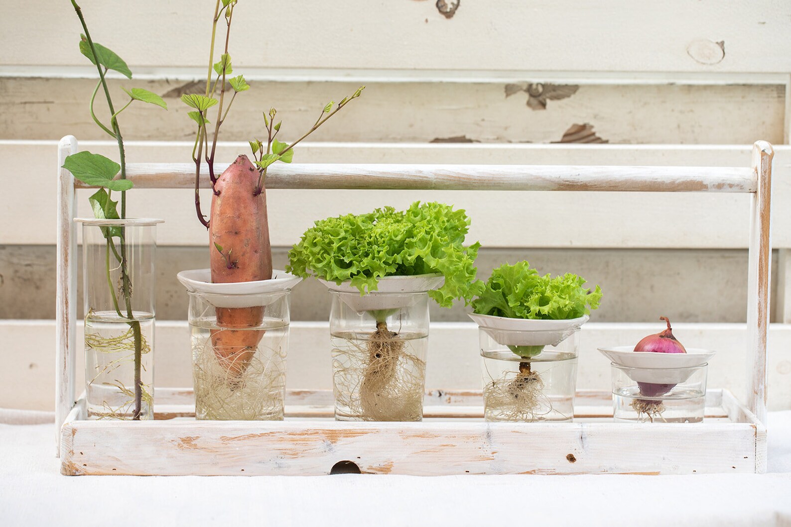 Grow Your Own Roots and Plants Ceramic Rooting Kit - Etsy