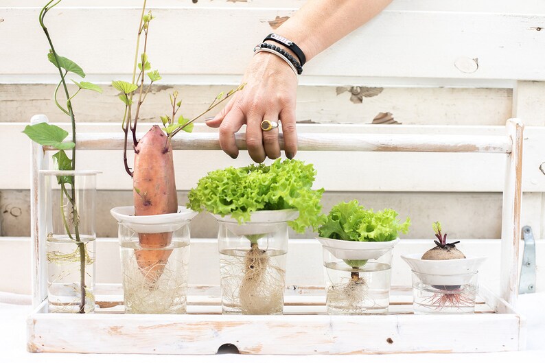 Grow Your Own Roots and Plants Ceramic Rooting Kit - Etsy