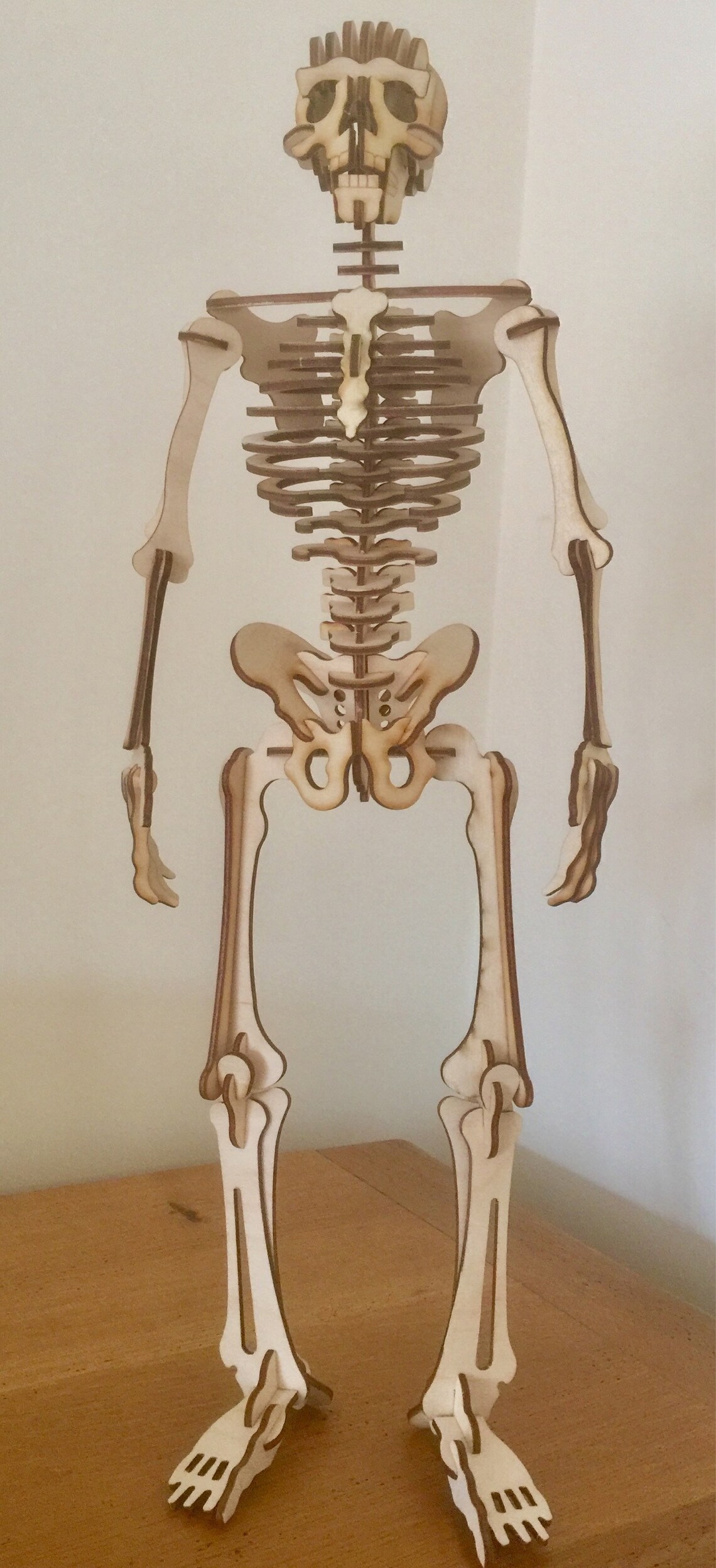 Detailed Human Skeleton 3D Puzzle Birch Wood Over 100 Pieces | Etsy
