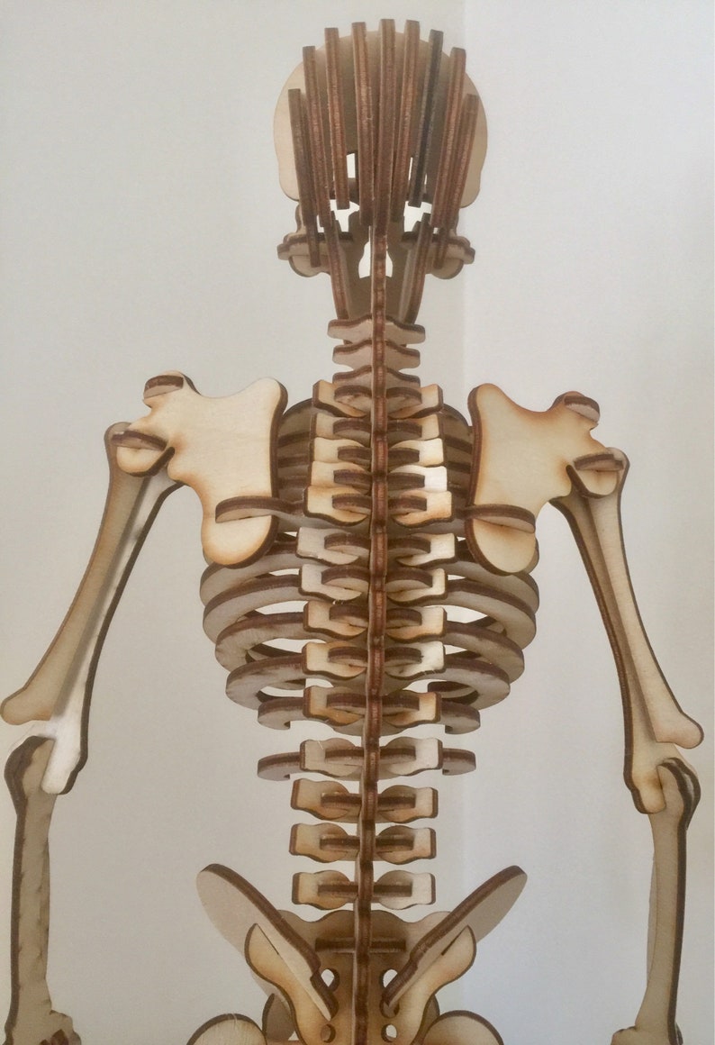 Detailed Human Skeleton 3D Puzzle Birch Wood Over 100 Pieces | Etsy