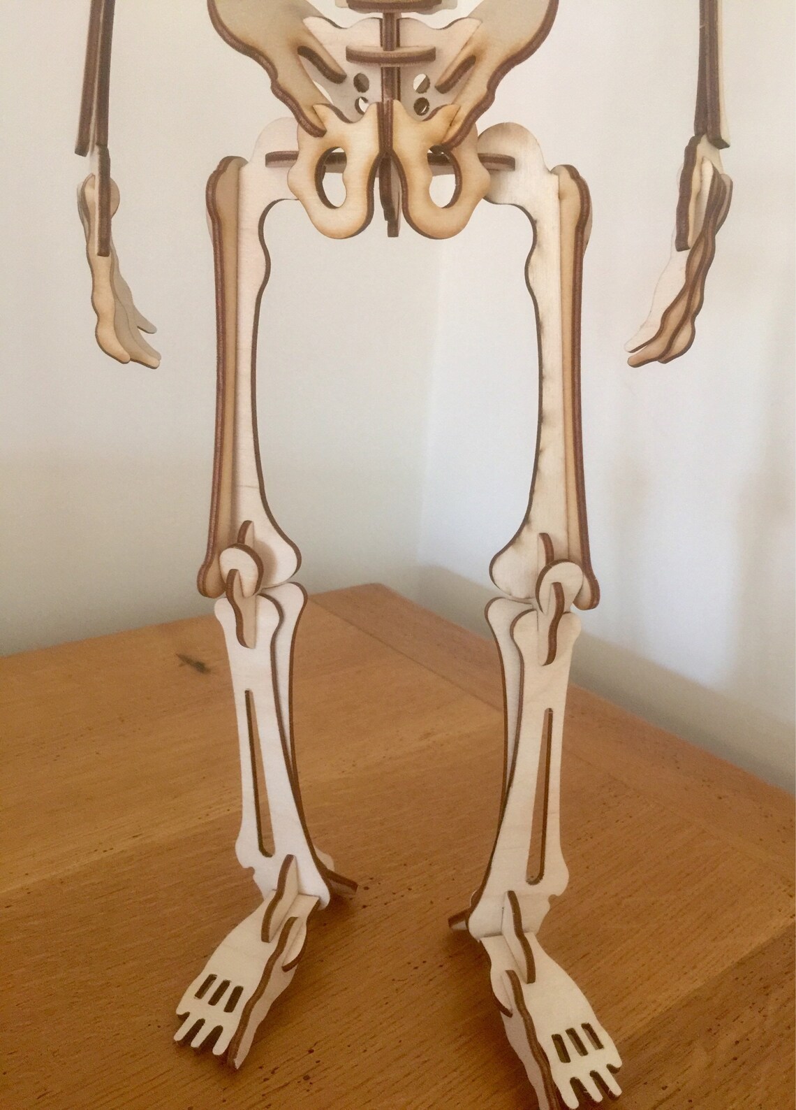 Detailed Human Skeleton 3D Puzzle Birch Wood Over 100 Pieces | Etsy