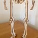 Detailed Human Skeleton 3D Puzzle Birch Wood Over 100 Pieces - Etsy UK