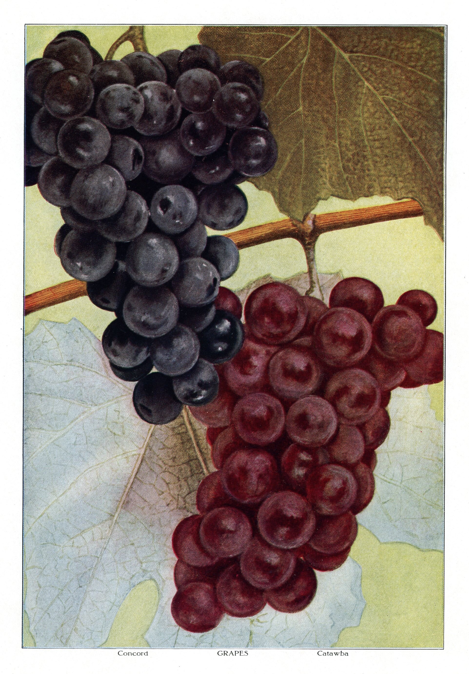 Moe's Books Fruit Chart Poster - Etsy