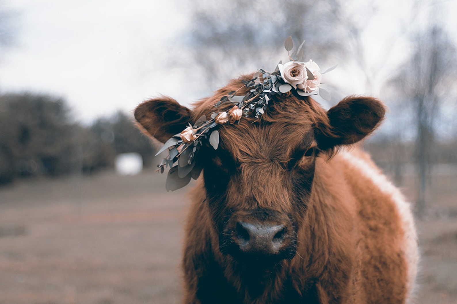 Victor Ludorum- Cow in Floral Headcrown - Etsy
