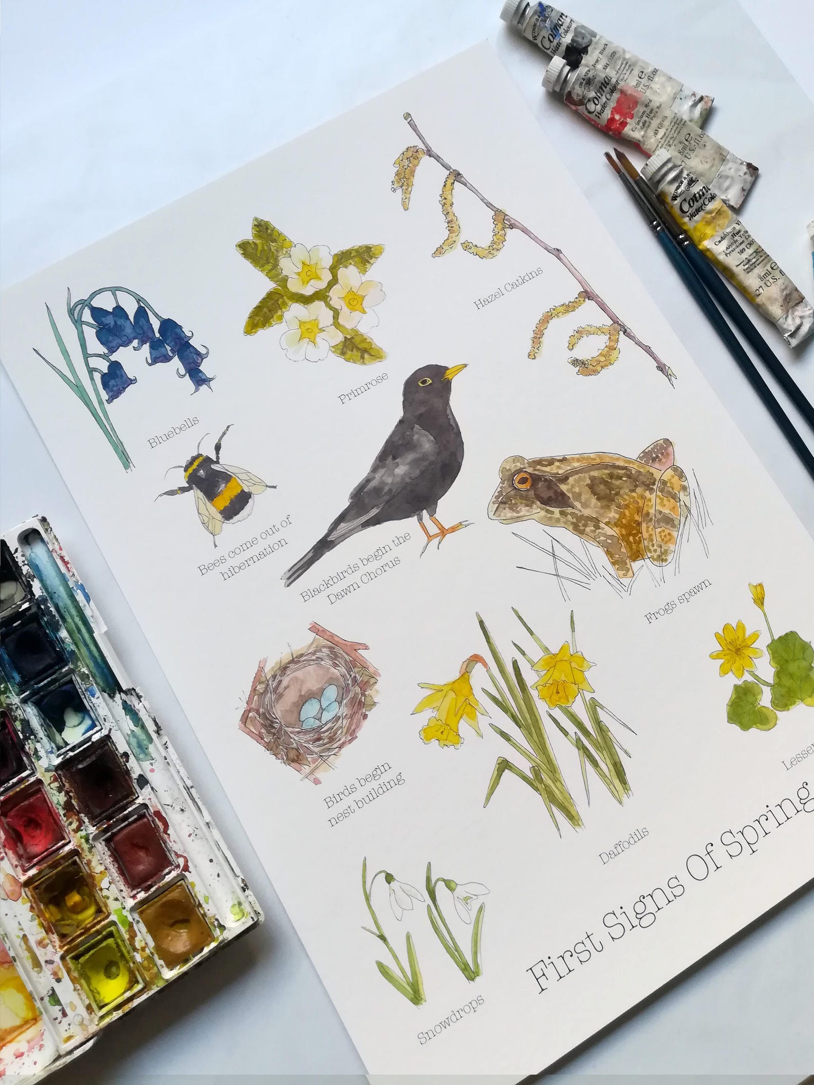 First Signs of Spring A4 Print • Nature Lovers Gift • Spring Print ...