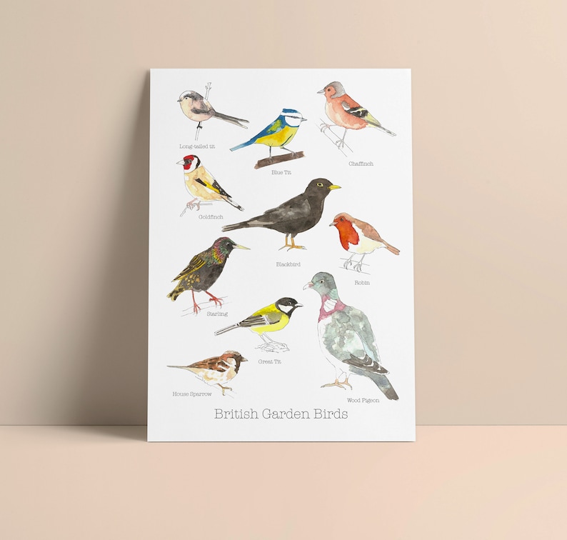 British Garden Birds A4 Print Bird Lovers Gift Nature - Etsy UK