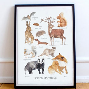 British Mammals A4 Print • Nature Lovers Gift • British Animals Poster ...