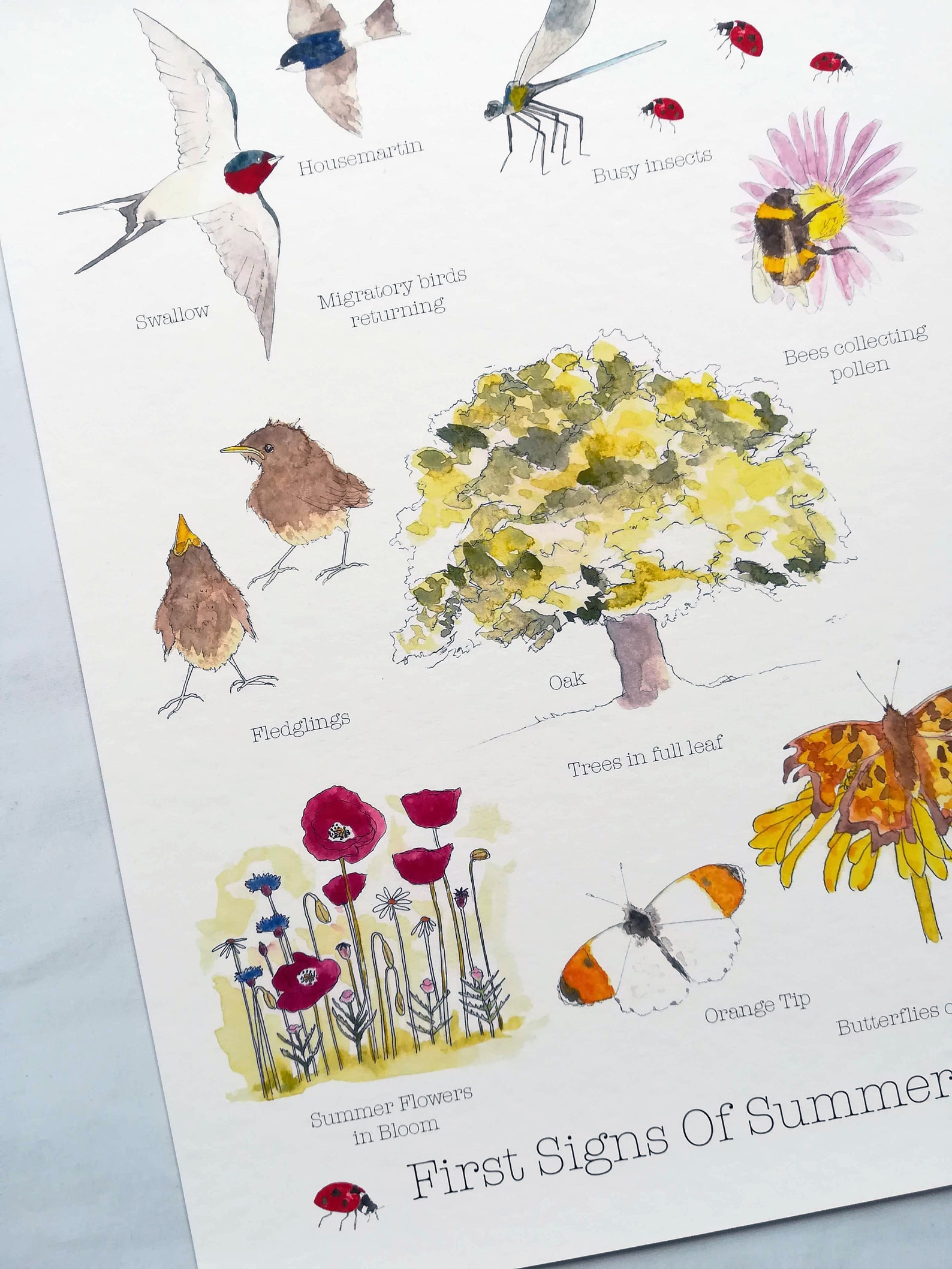 First Signs of Summer A4 Print Nature Lovers Gift Summer | Etsy UK
