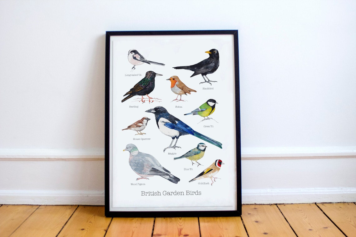 British Garden Birds A4 Print (2nd Edition) • Nature Lover Gift ...