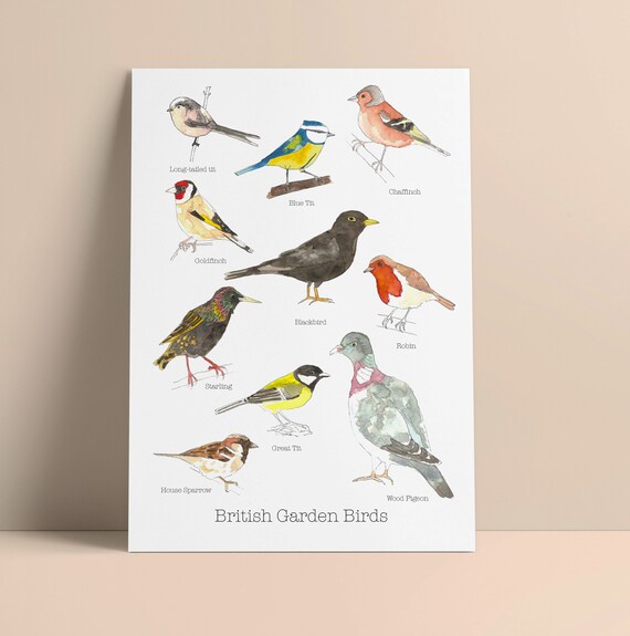 Rspb Garden Birds Poster | Fasci Garden