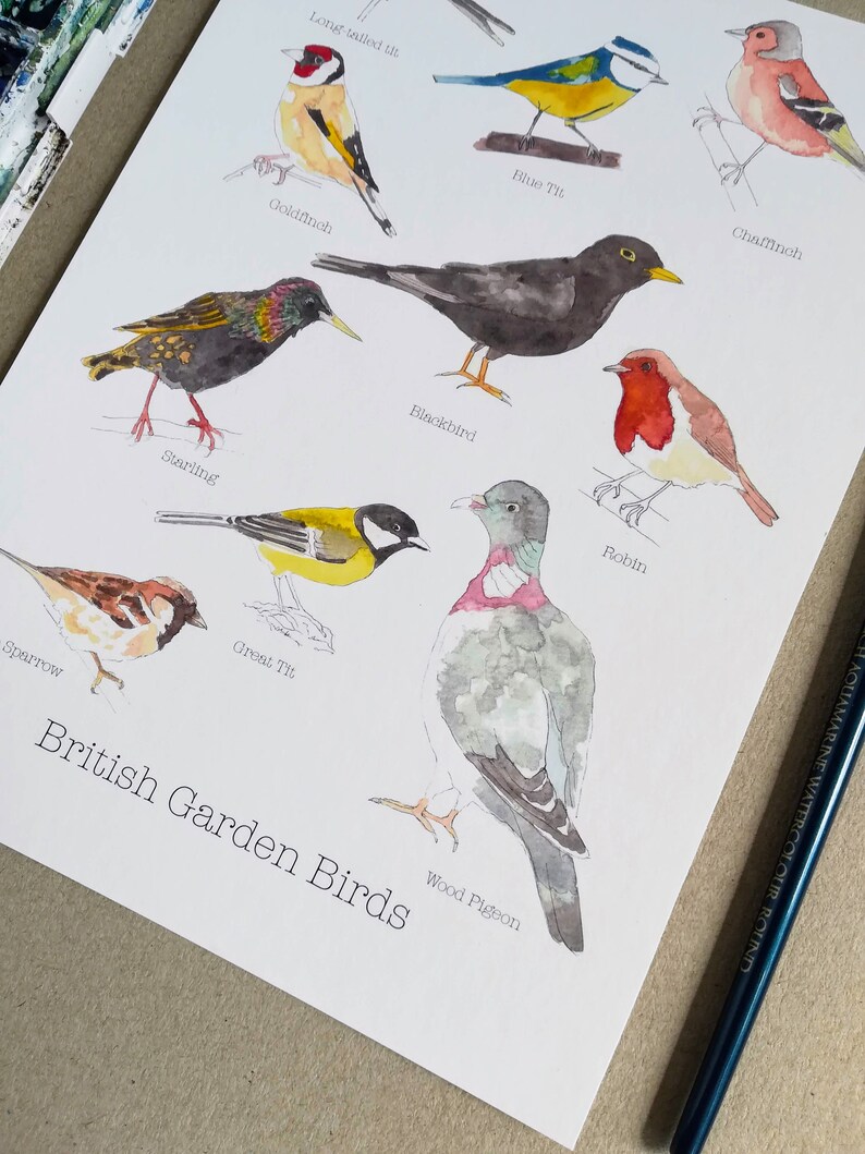 British Garden Birds A5 Print Nature Lovers Gift British | Etsy