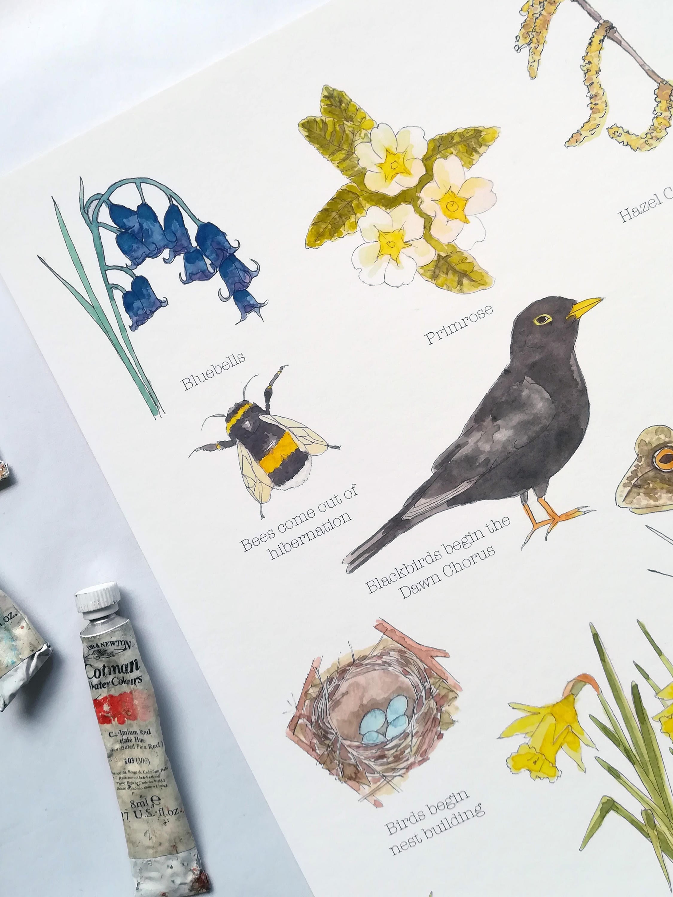 First Signs of Spring A4 Print • Nature Lovers Gift • Spring Print ...